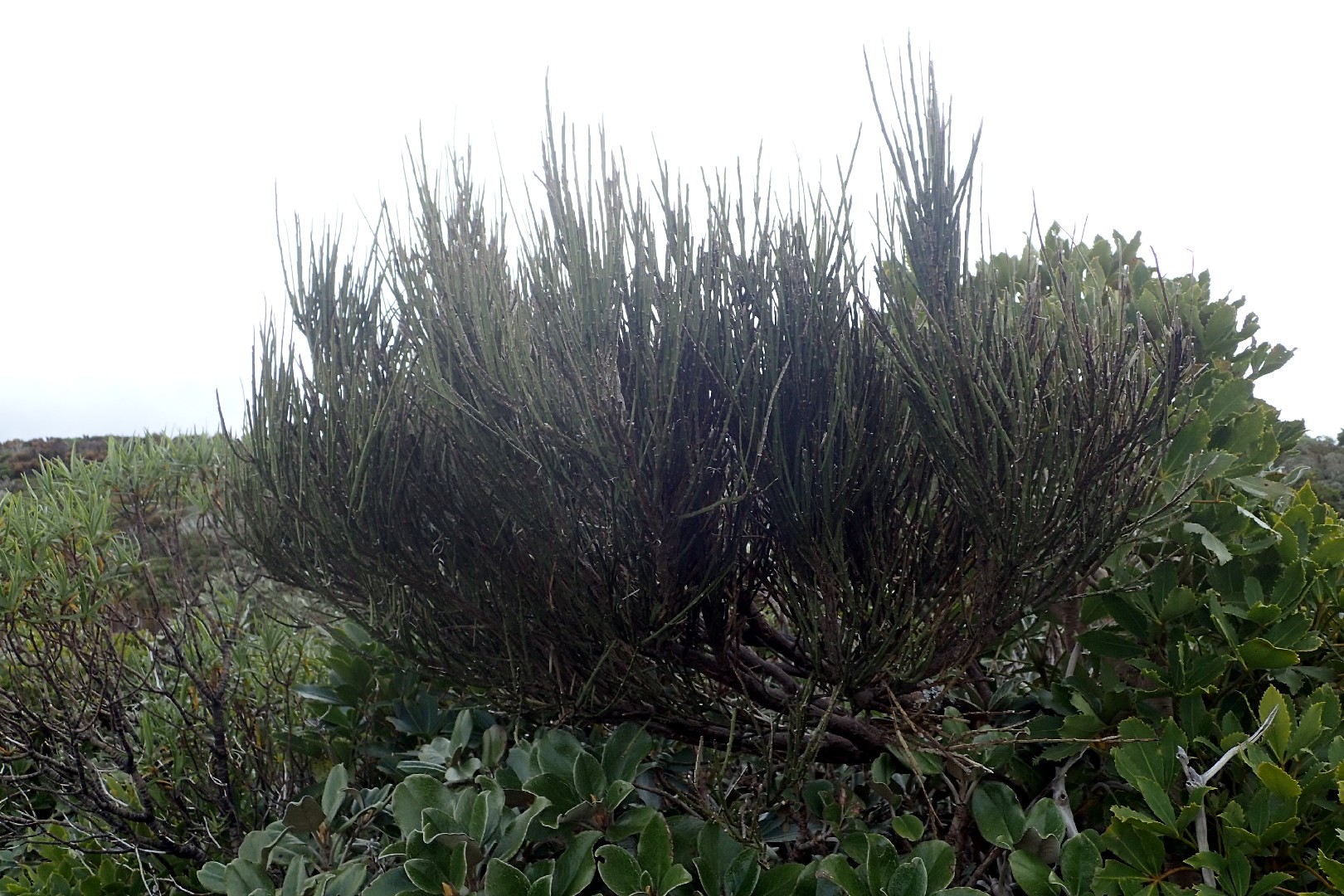 Carmichaelia australis - PictureThis