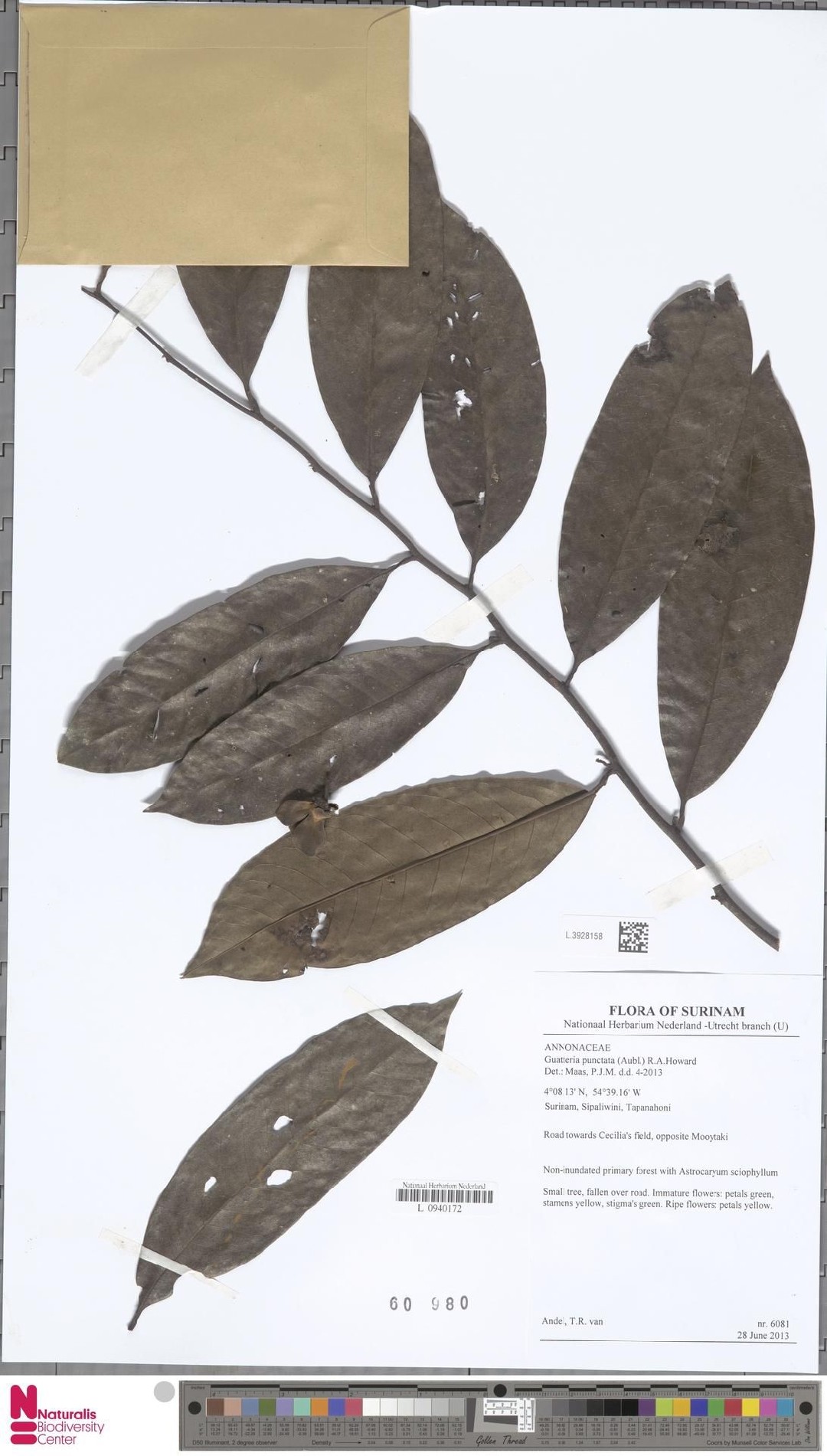 Guatteria punctata - PictureThis