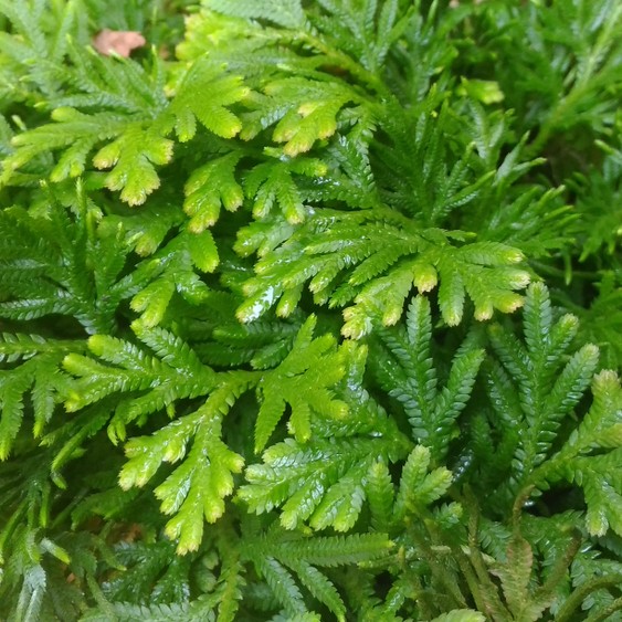 Thuidium Care (Watering, Fertilize, Pruning, Propagation) - PictureThis