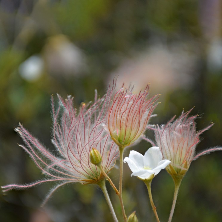 Apache plume Care (Watering, Fertilize, Pruning, Propagation) - PictureThis