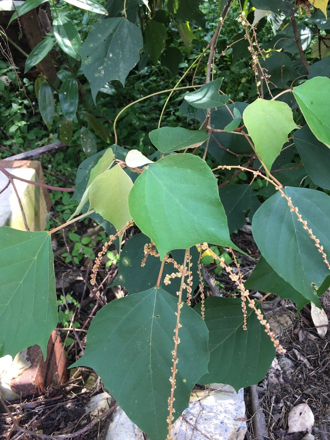 Mallotus - PictureThis