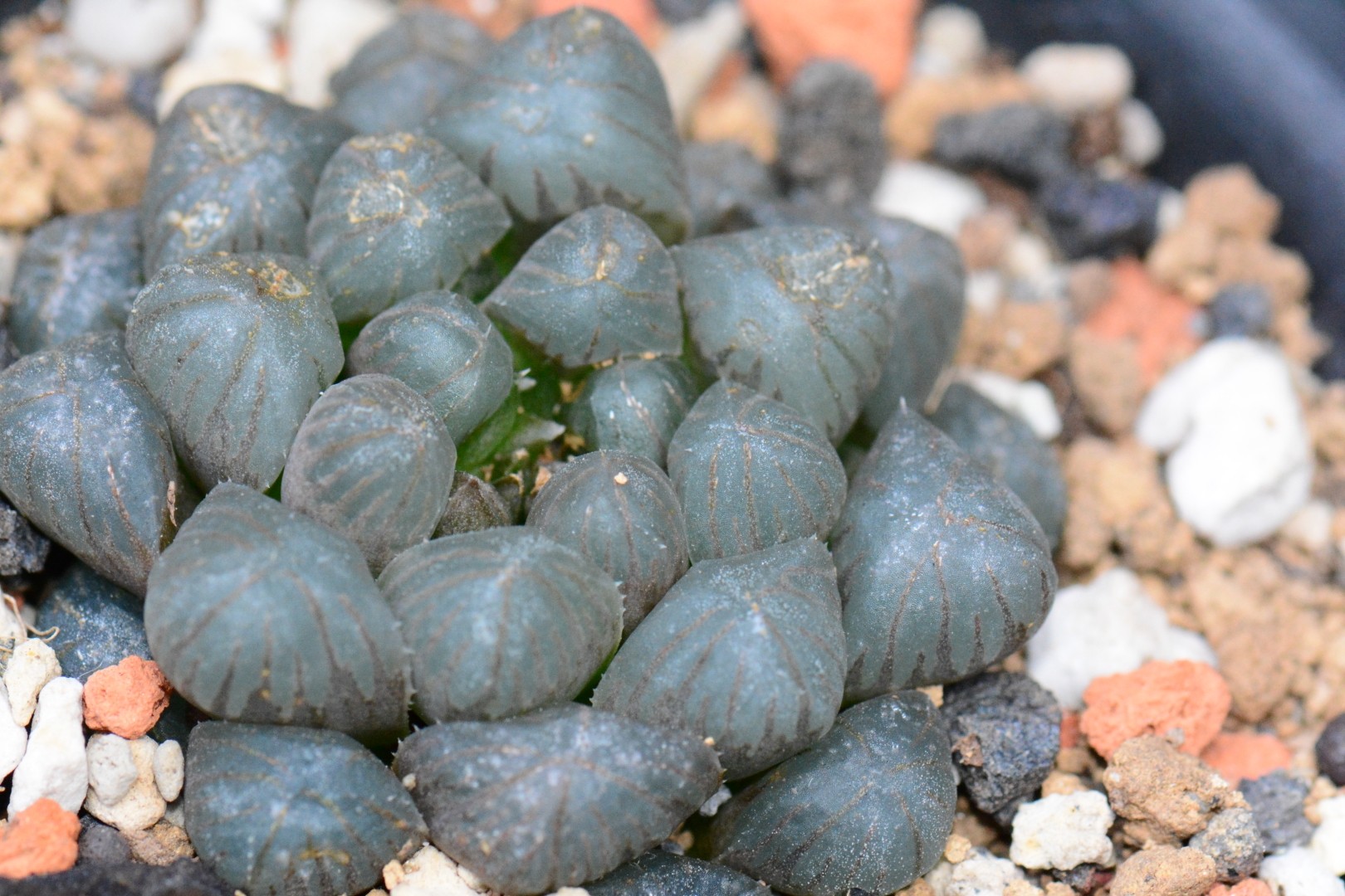 How to Plant and Grow Haworthia cooperi var. truncata(Haworthia cooperi ...