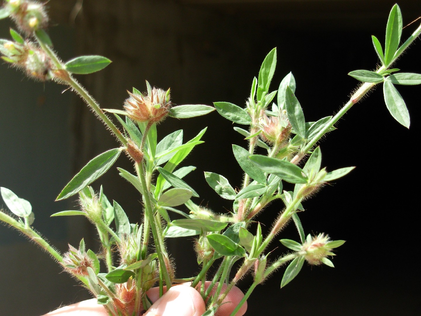 Brazilian lucerne Care (Watering, Fertilize, Pruning, Propagation ...