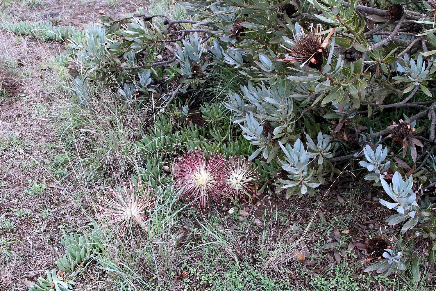 Crossyne guttata - PictureThis