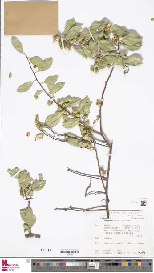 Celastrus punctatus - PictureThis