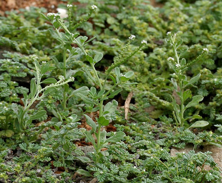 Coldenia procumbens - PictureThis