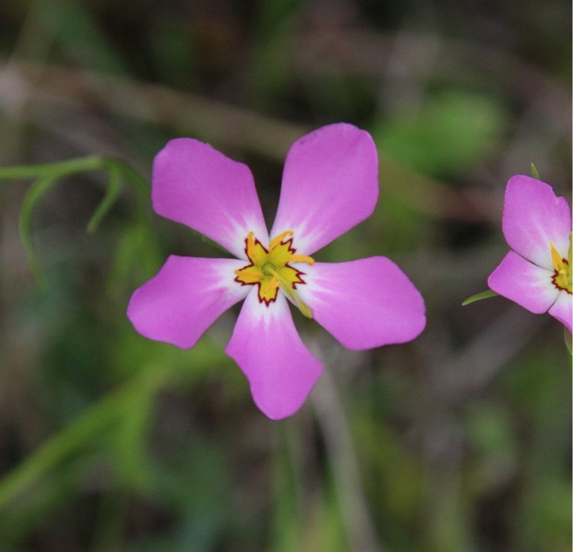Sabatia stellaris - PictureThis