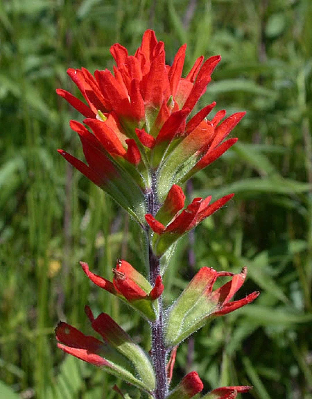 Indian Paintbrush Flower