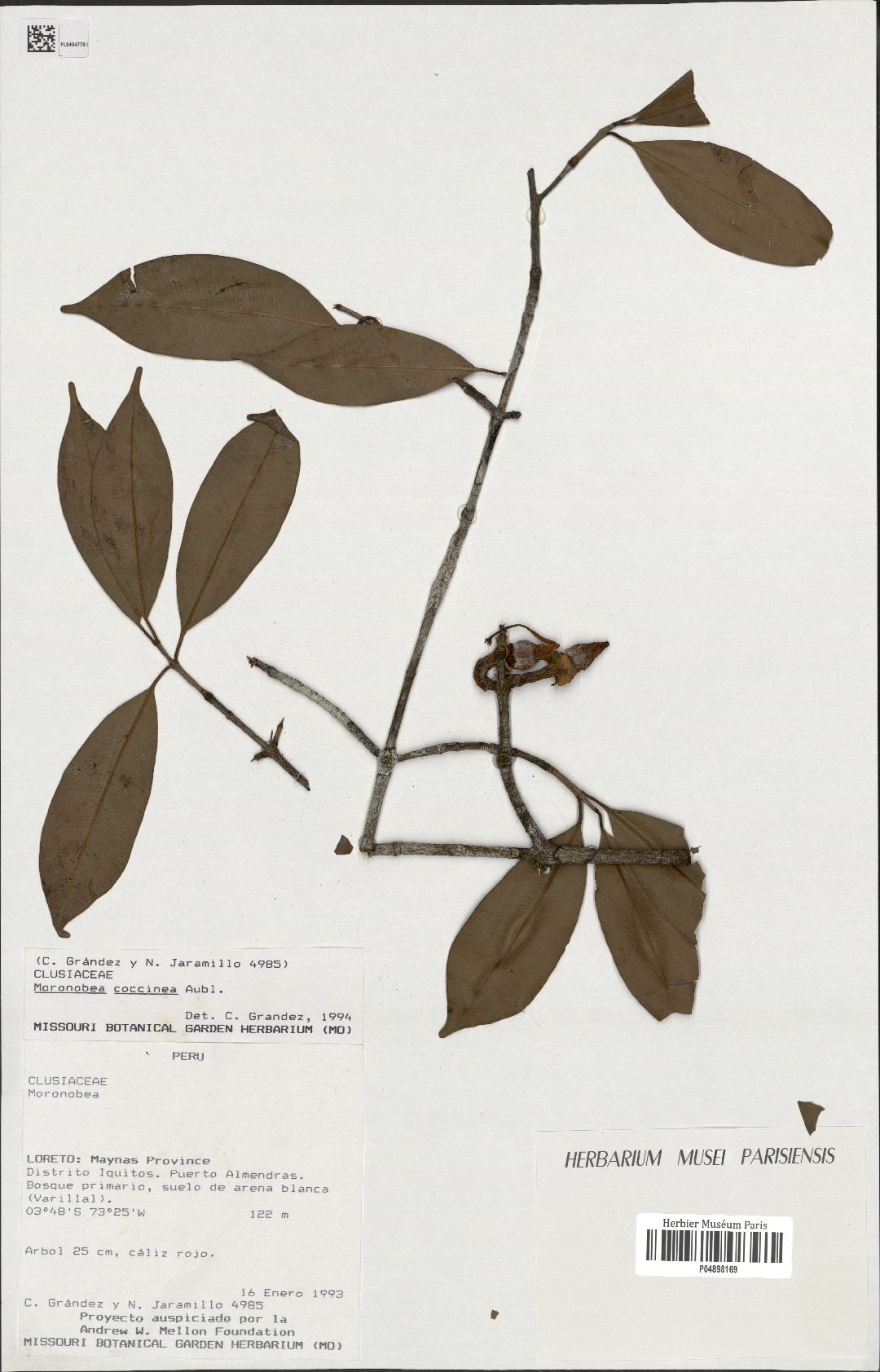 Moronobea coccinea Flower, Leaf, Care, Uses - PictureThis