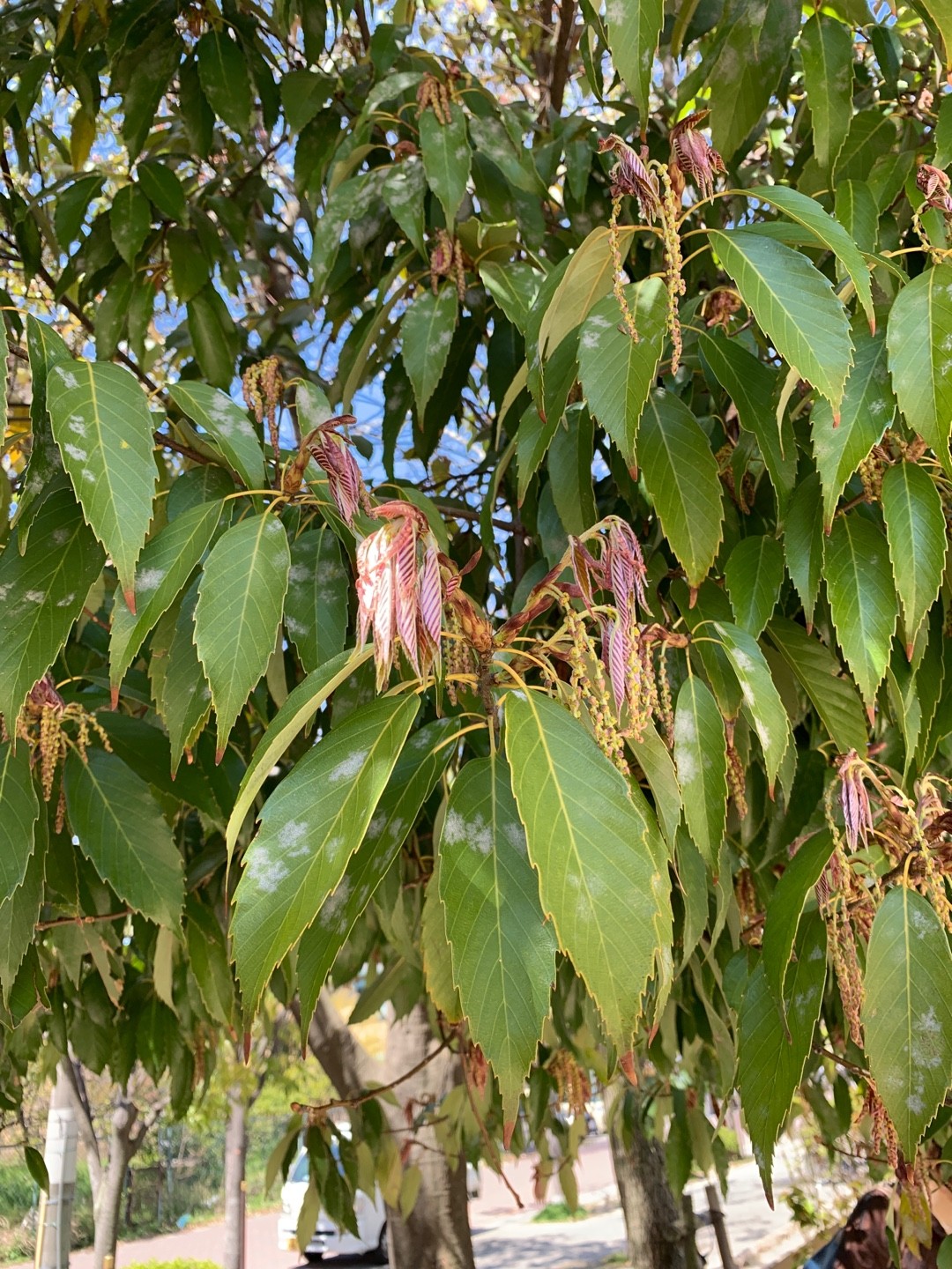 Is ring-cupped oak poisonous to pets? - PictureThis