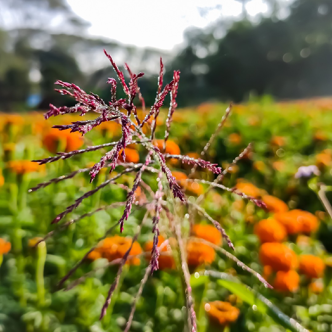Tridens flavus - PictureThis