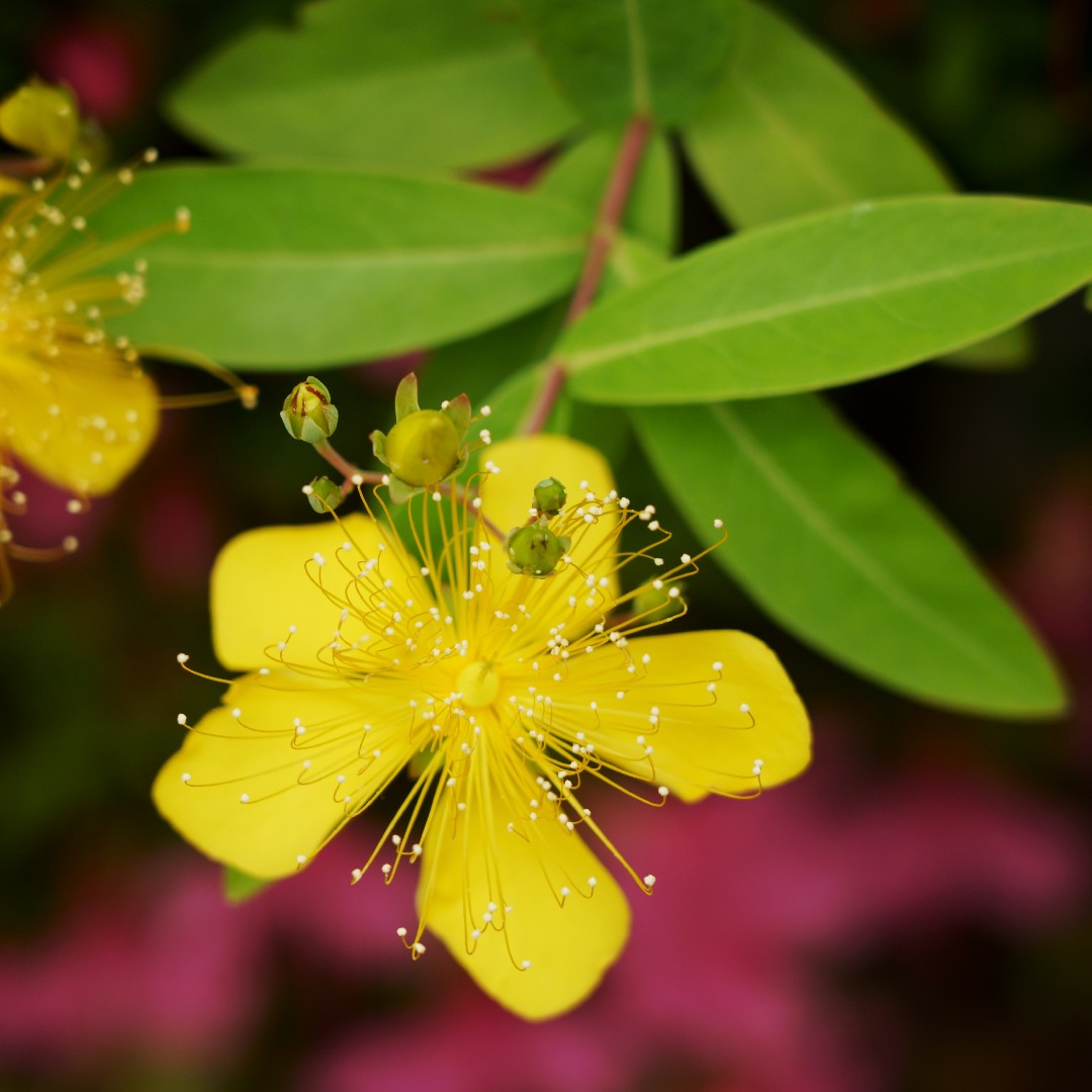 Hypericum - PictureThis