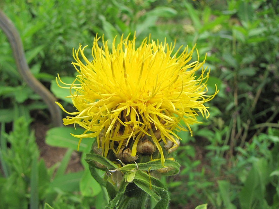 How to Plant and Grow Big-head knapweed(Centaurea macrocephala)