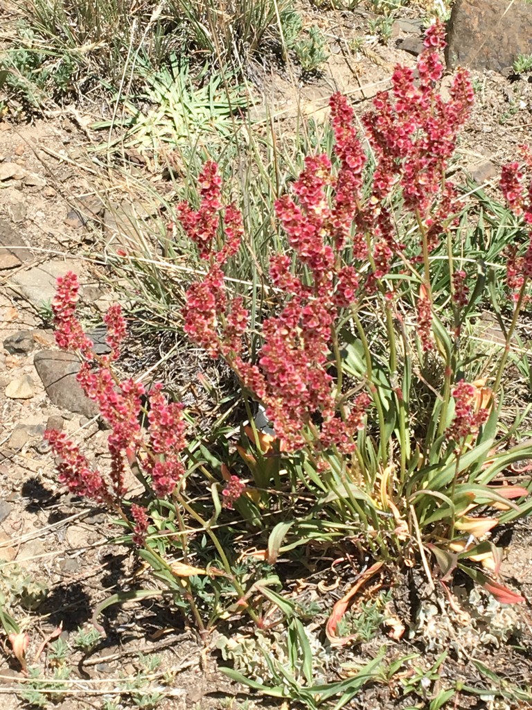 Rumex paucifolius - PictureThis