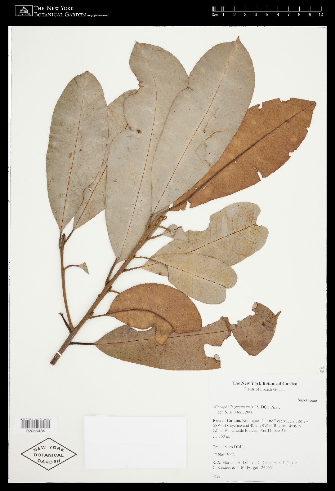 Micropholis guyanensis 花言葉，毒性，よくある質問 - PictureThis