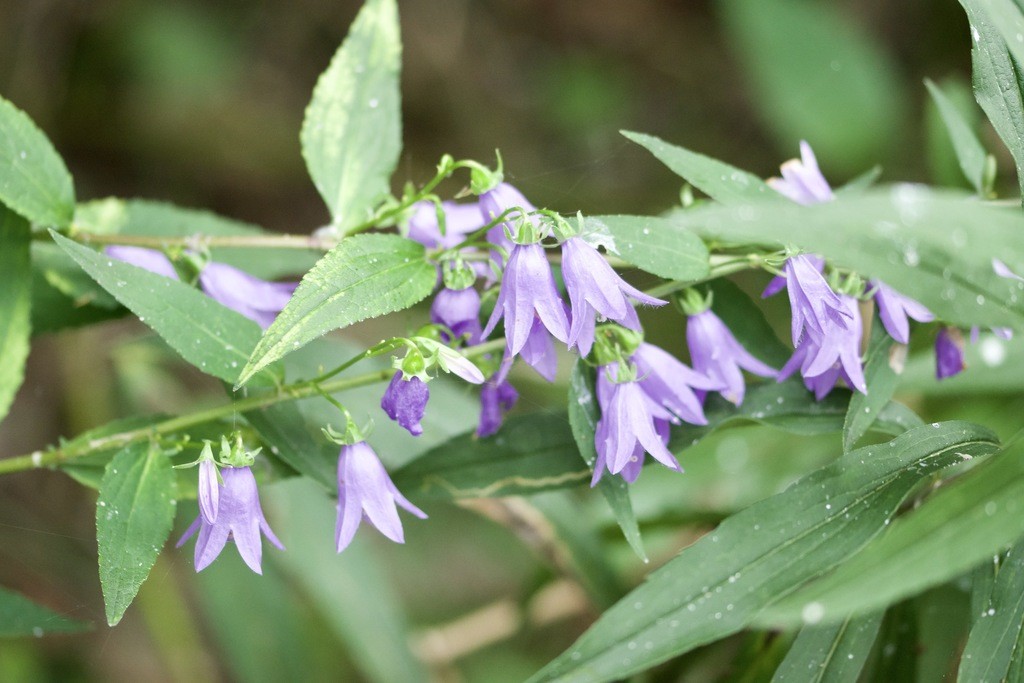 Creeping bellflower (Campanula rapunculoides) Flower, Leaf, Care, Uses ...