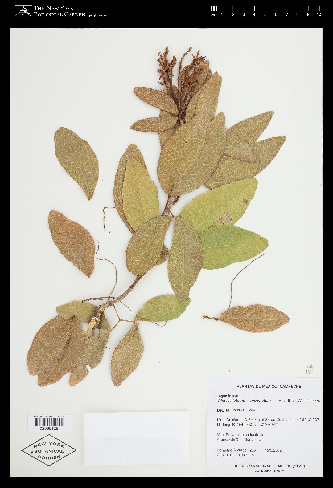 Espino de mono (Pithecellobium lanceolatum) - PictureThis