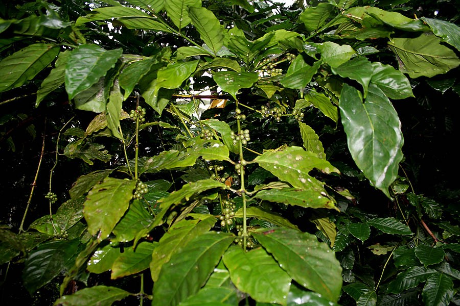 Café robusta (Coffea canephora) - PictureThis