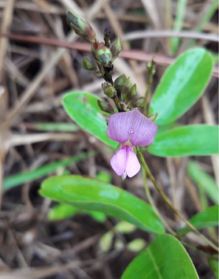 Galactia regularis - PictureThis