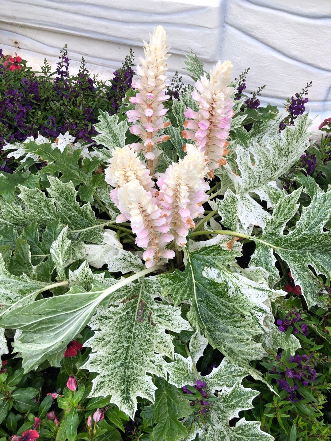 Acanthus (Acanthaceae) Flower, Leaf, Care, Uses - PictureThis