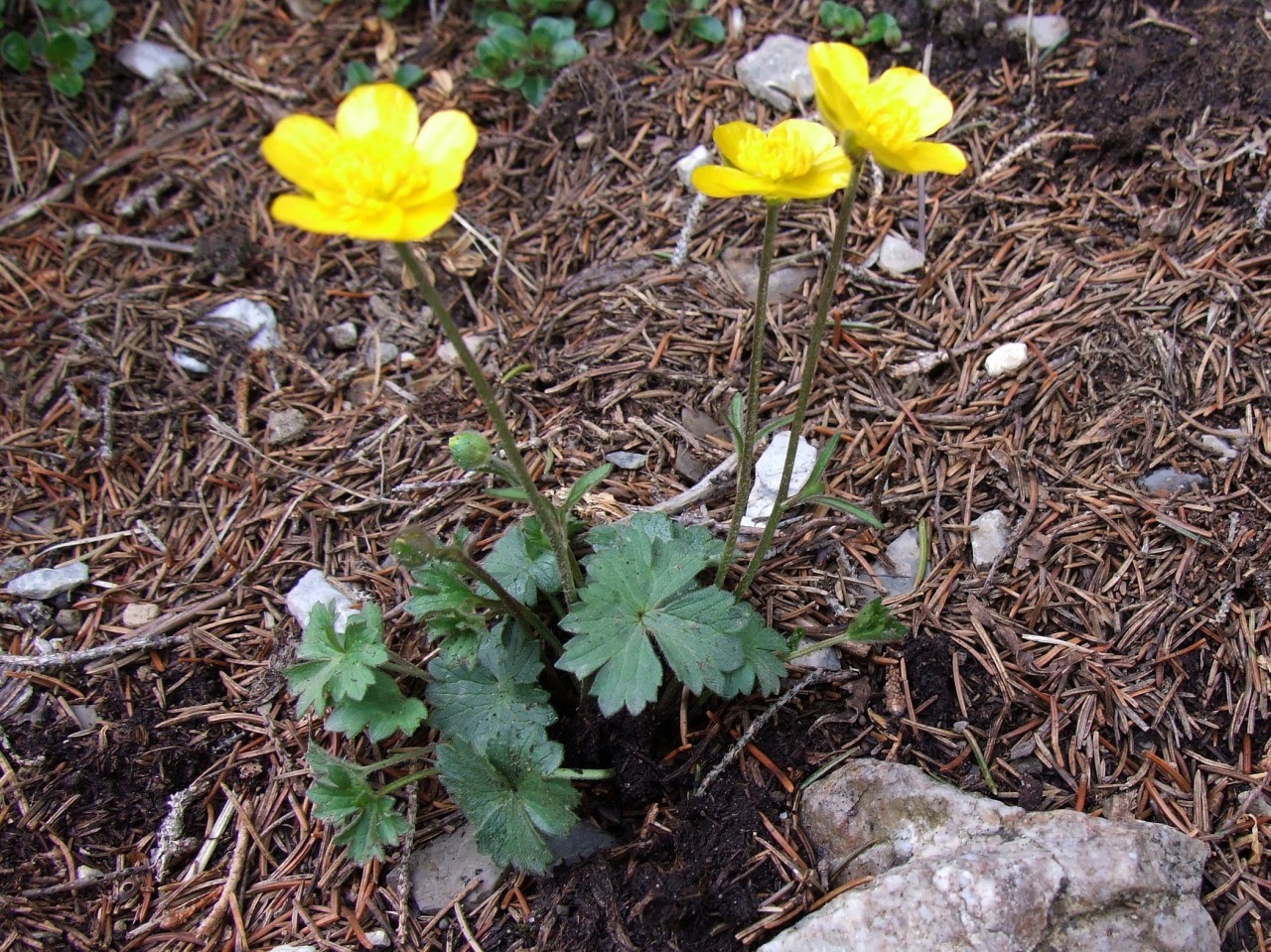 Ranunculus reflexus - PictureThis