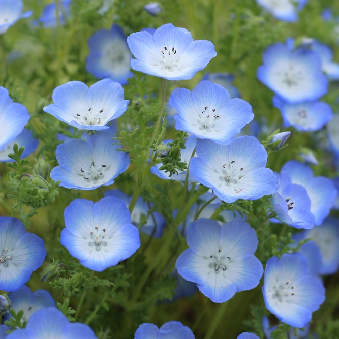 Baby blue eyes (Nemophila) Flower, Leaf, Care, Uses - PictureThis
