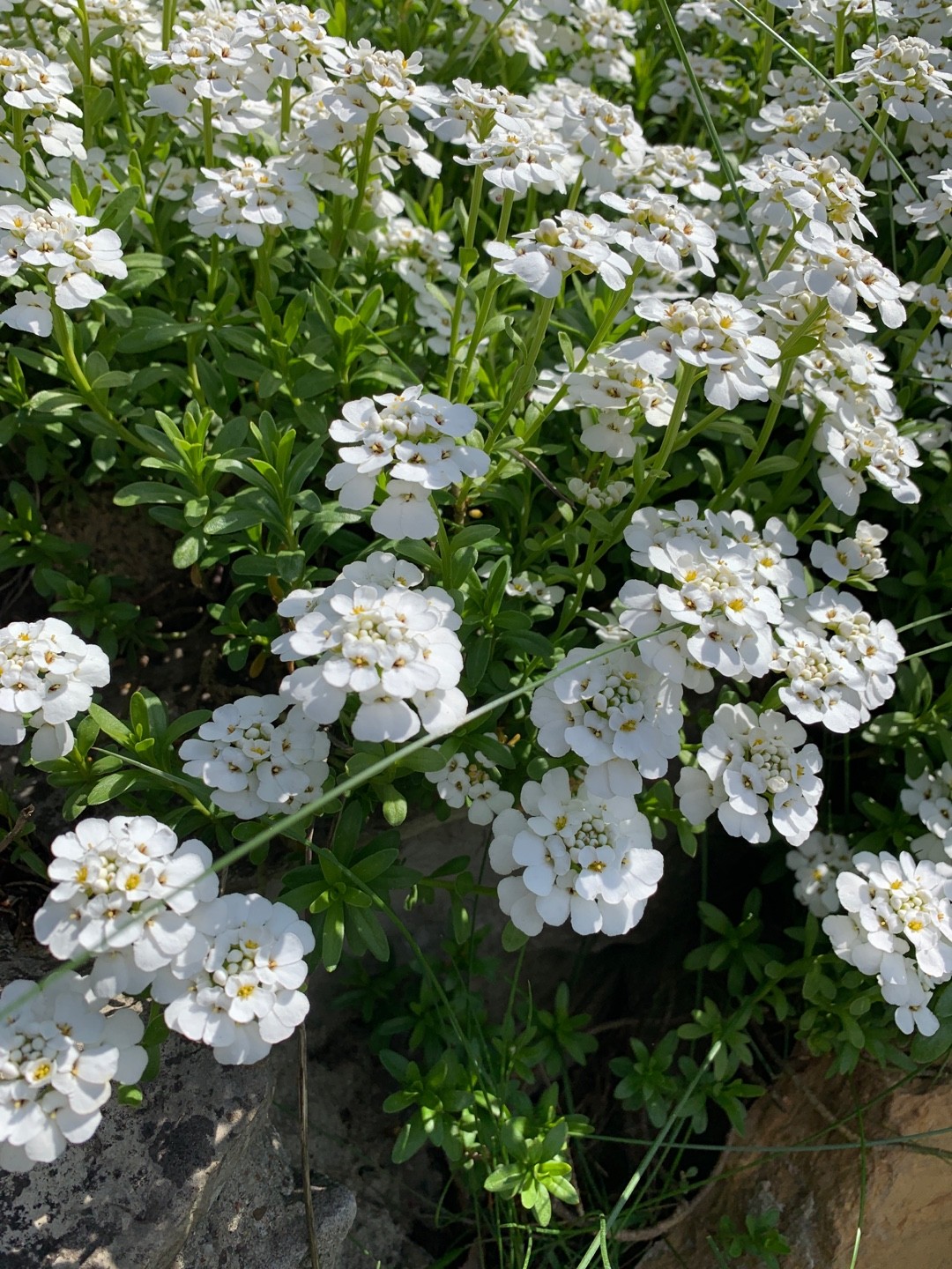 Iberis Flower, Leaf, Care, Uses - PictureThis