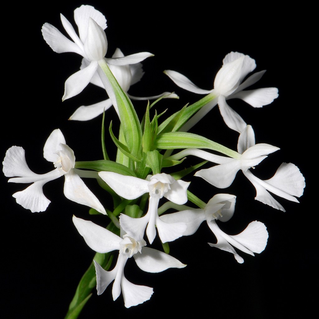Habenaria dentata - PictureThis