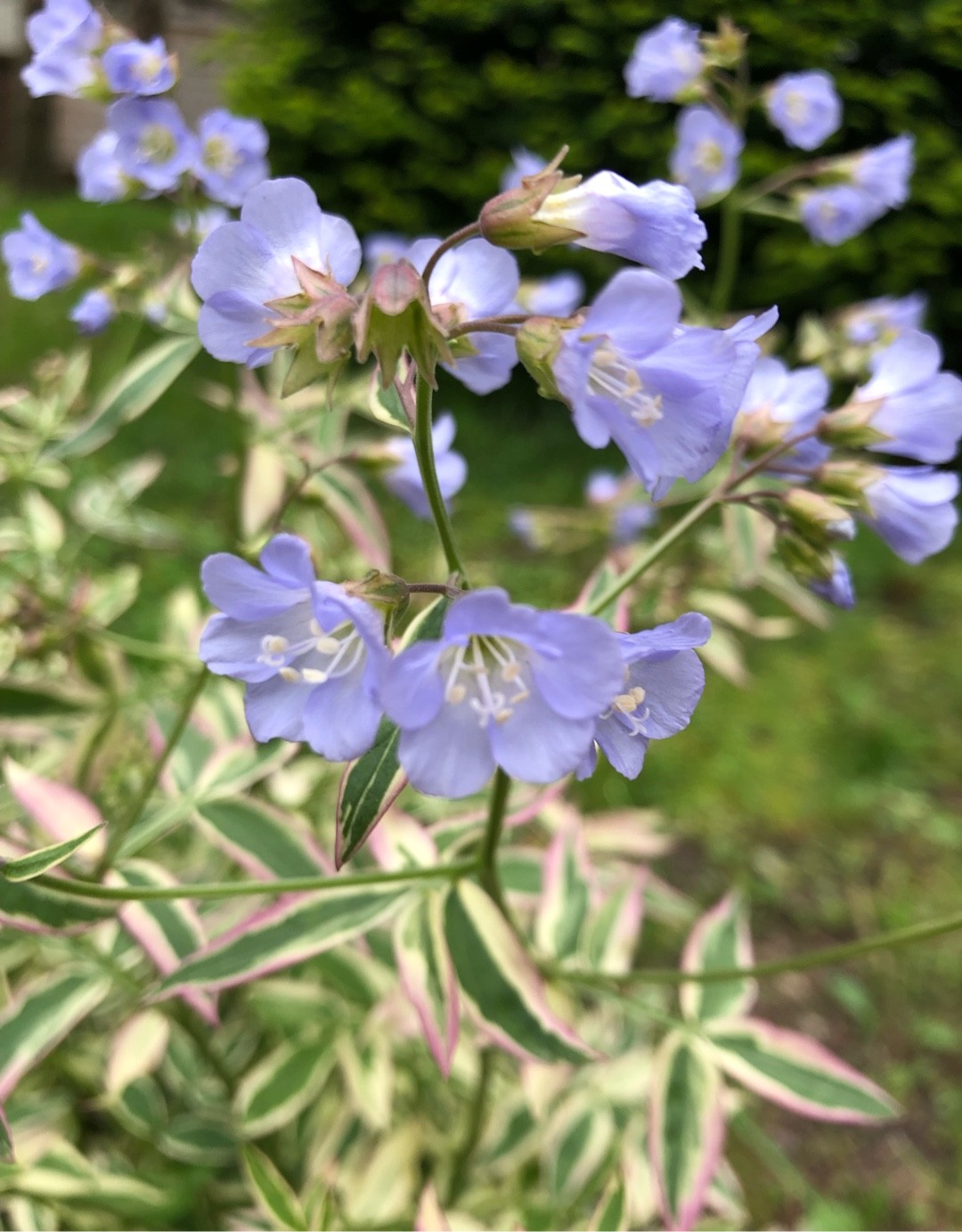 Polemonium reptans 'Stairway to Heaven' - PictureThis