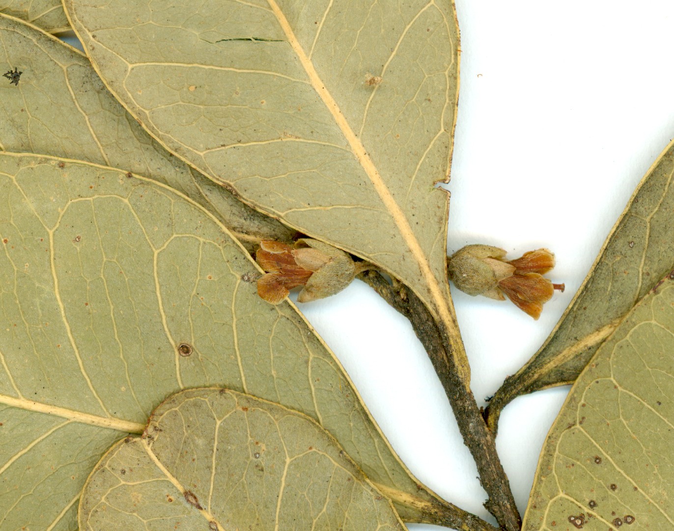 Pouteria reticulata 花言葉，毒性，よくある質問 - PictureThis