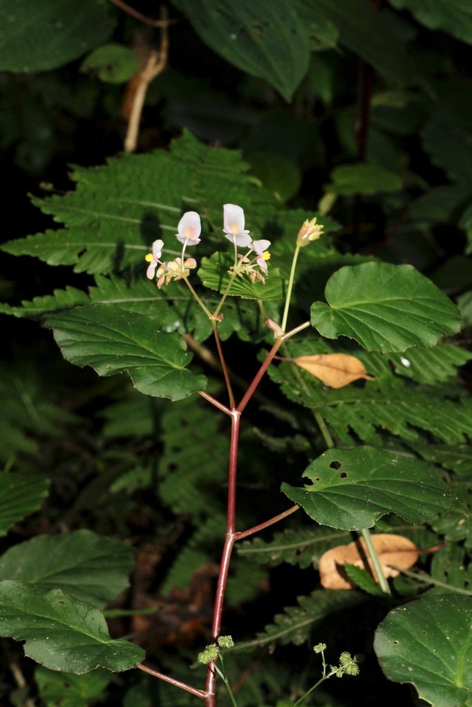 Begonia fischeri - PictureThis