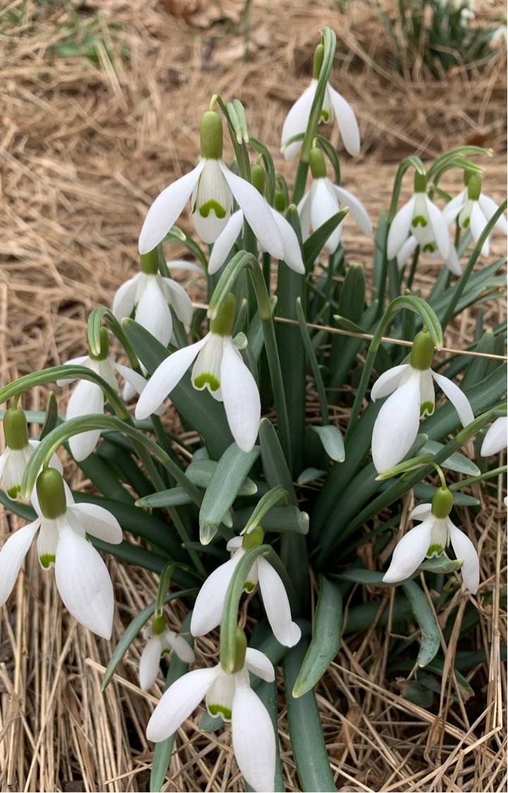 Snowdrops (Galanthus) Flower, Leaf, Care, Uses - PictureThis