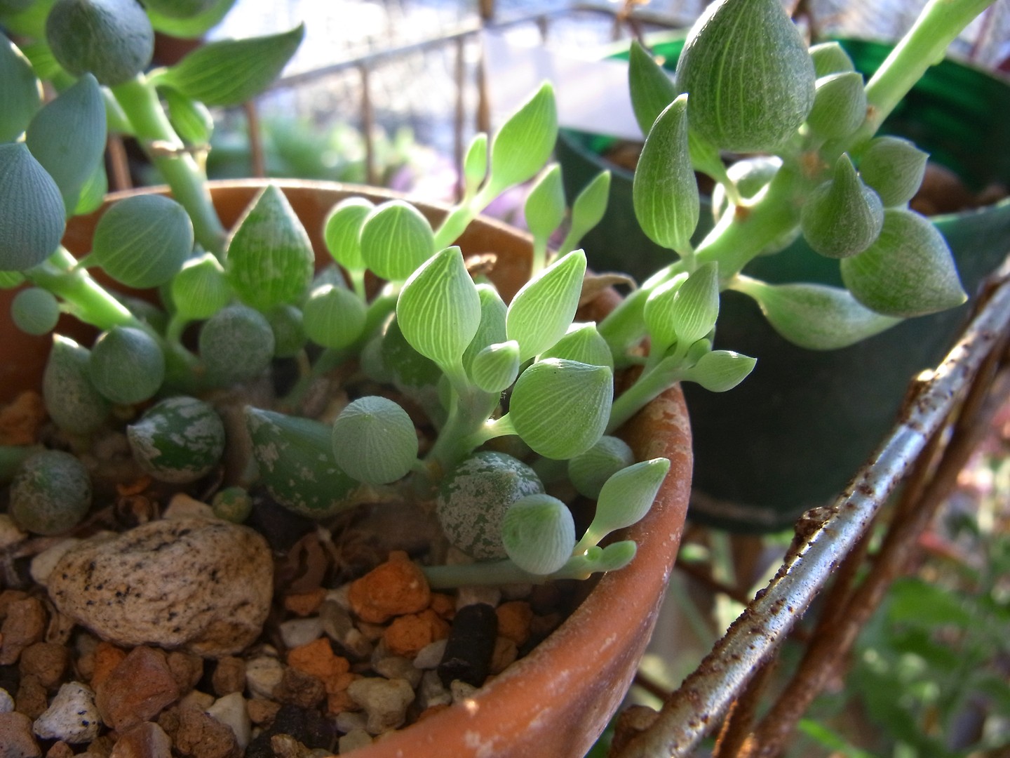 Senecio rowleyanus (Senecio citriformis) - PictureThis
