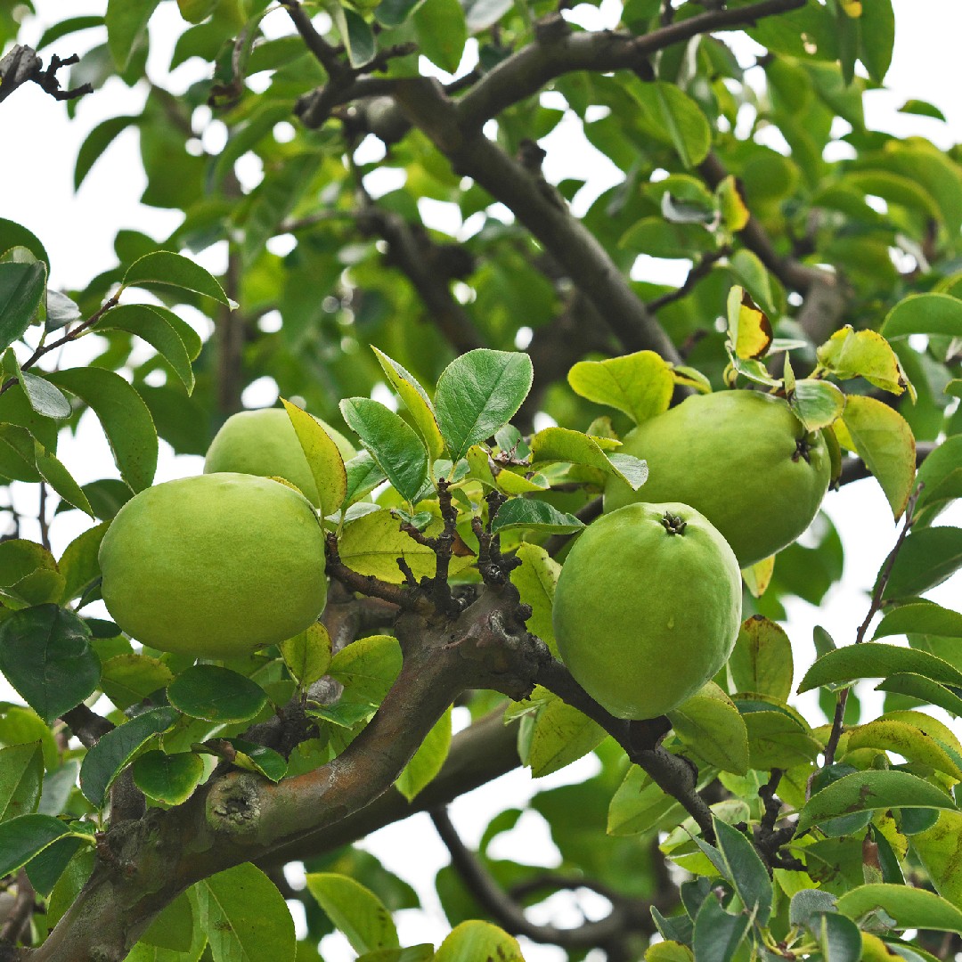 Pseudocydonia - PictureThis