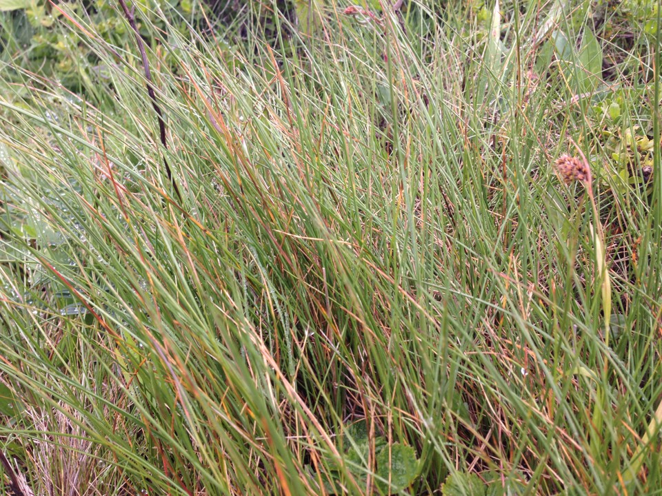 Luzula comosa - PictureThis