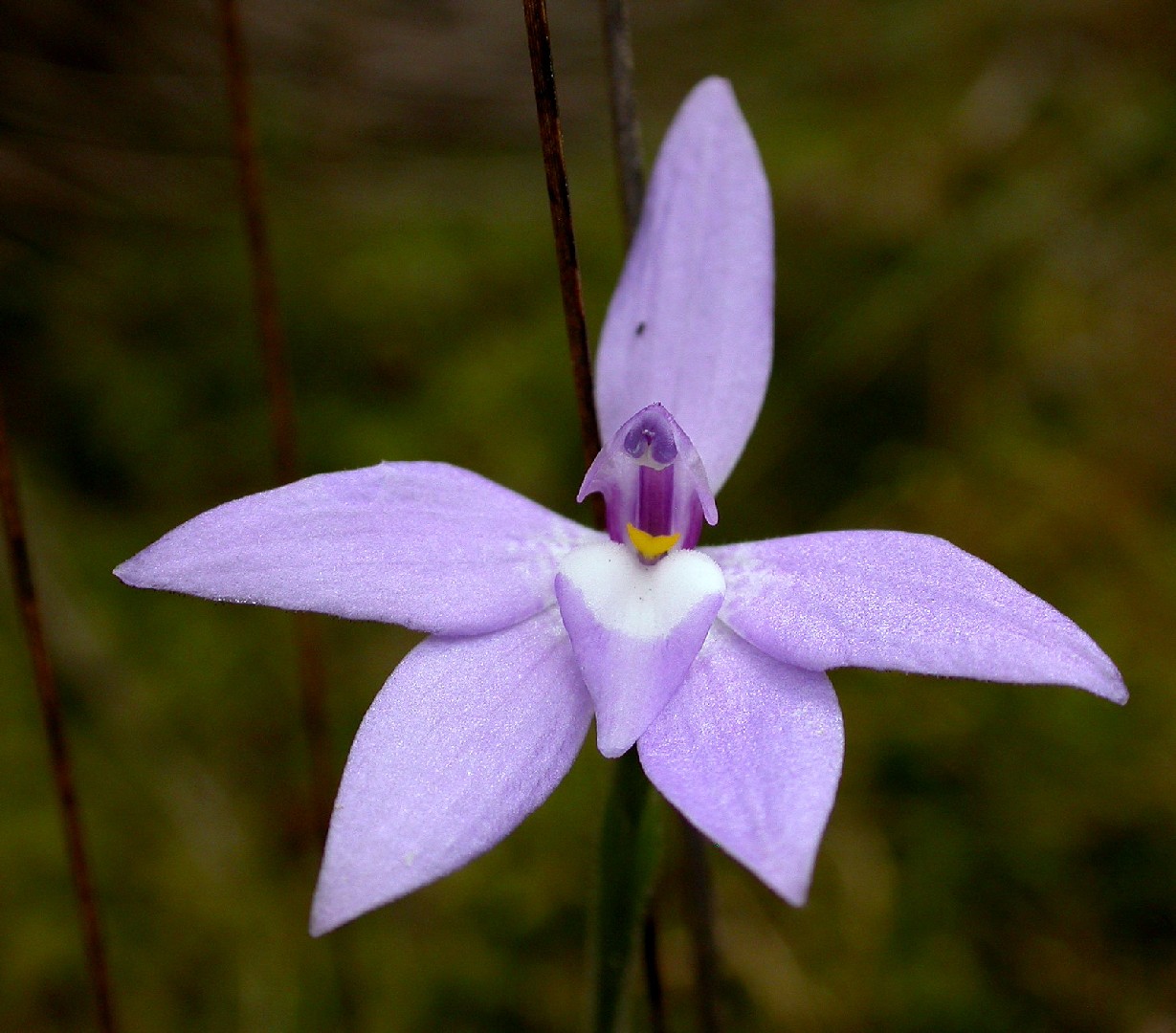 Parson-in-the-pulpit (Caladenia major) Flower, Leaf, Care, Uses ...