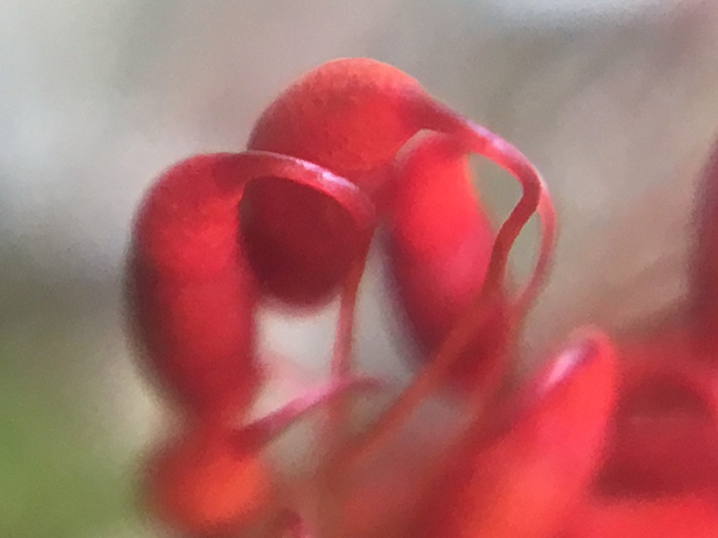 Bryales Flower, Leaf, Care, Uses - PictureThis