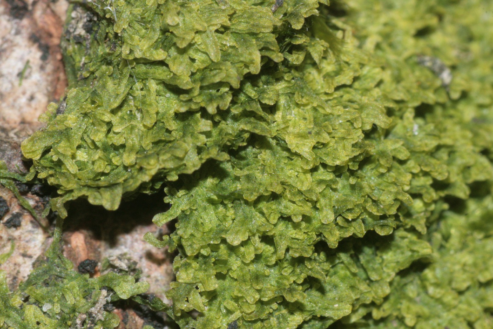 Metzgeria furcata - PictureThis