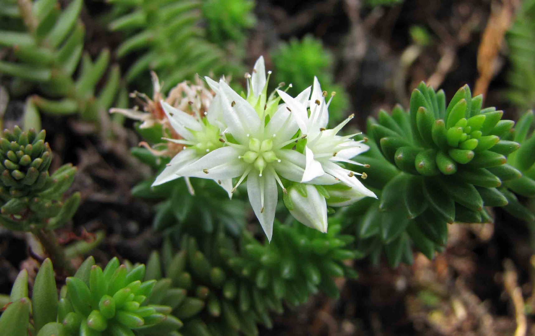 Flor de piedra (Villadia batesii) - PictureThis