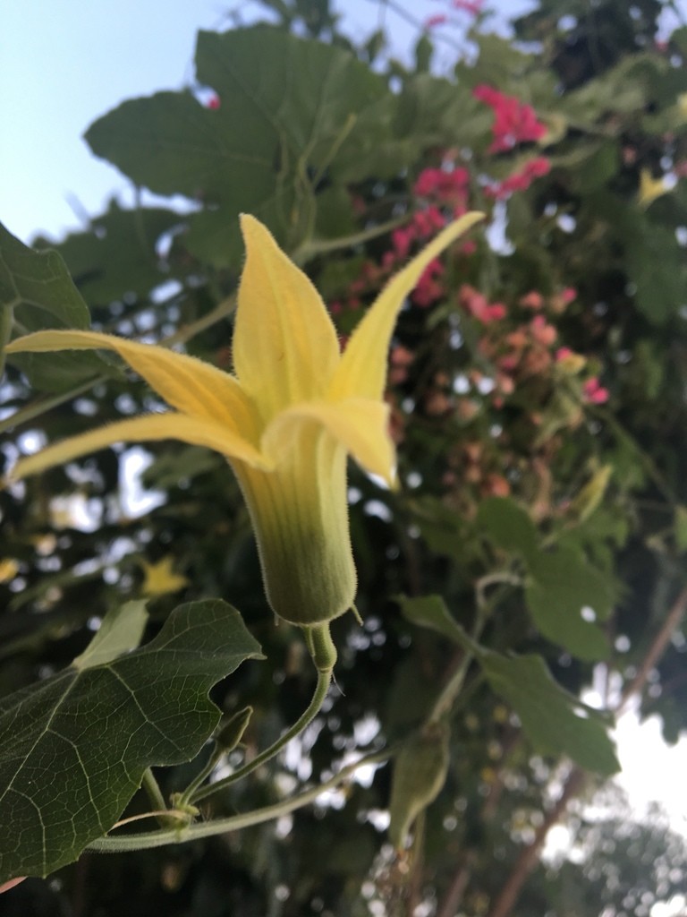 Schizocarpum parviflorum Flower, Leaf, Care, Uses - PictureThis