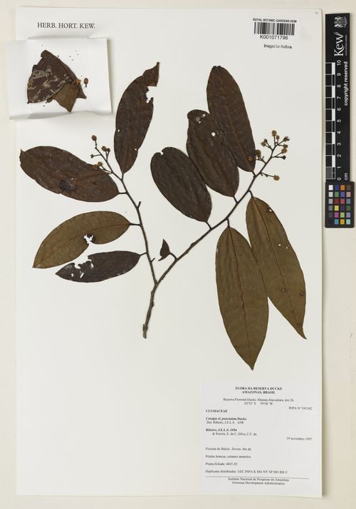 Caraipa punctulata - PictureThis