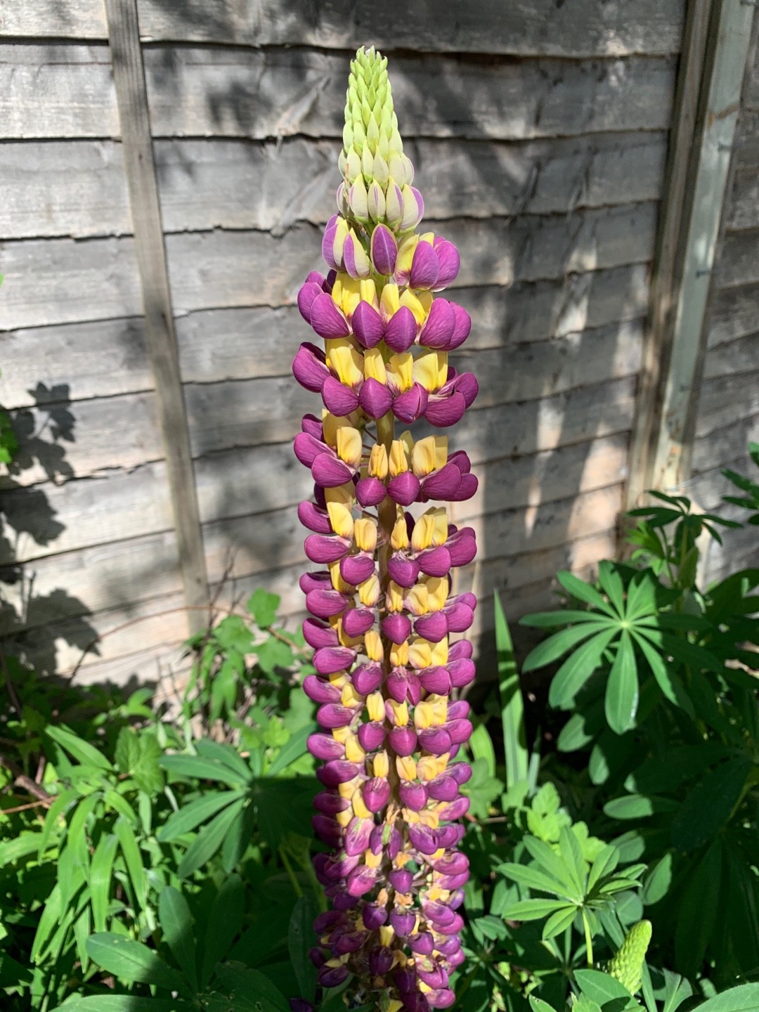 ️️ How to Prune Garden lupine 'Manhattan Lights'