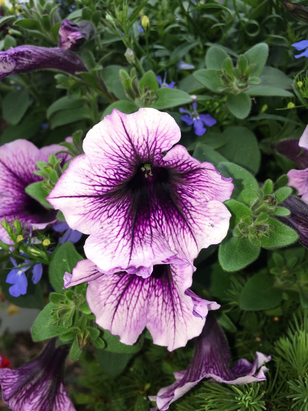 Petunia - PictureThis