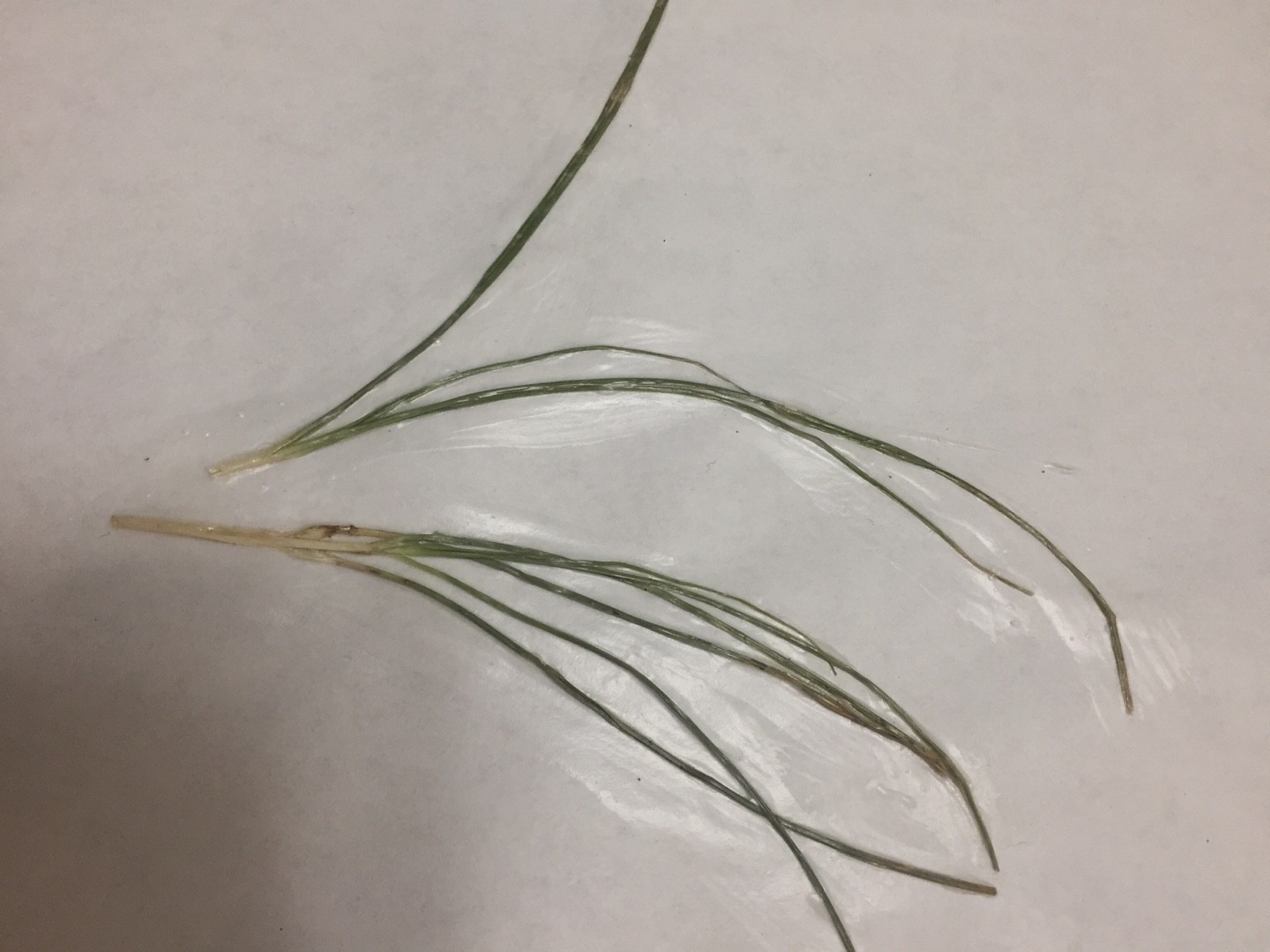 Ranunculus fluitans - PictureThis