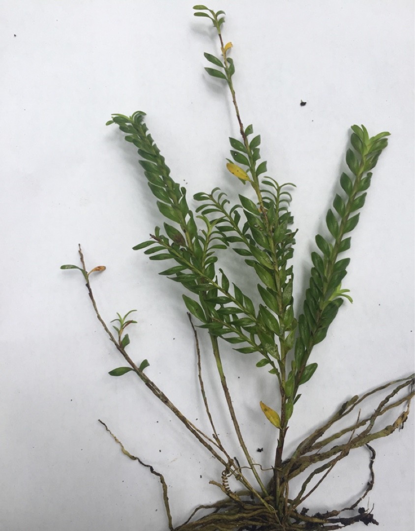 small leafed podochilus Care (Watering, Fertilize, Pruning, Propagation ...