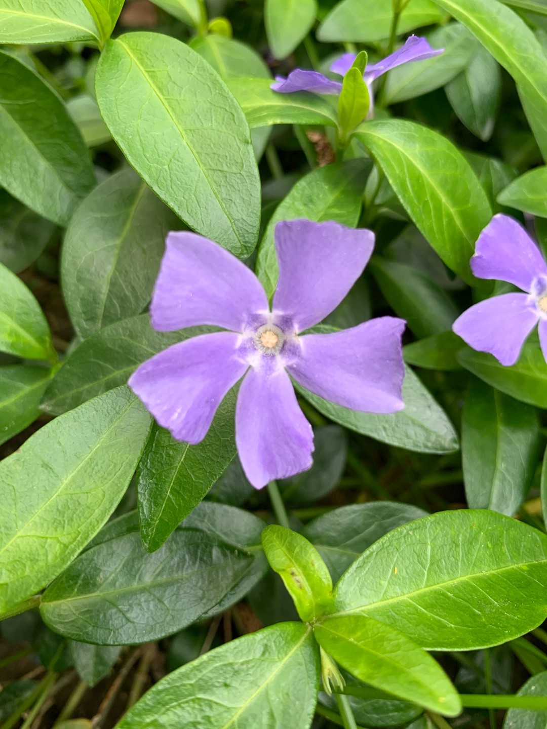Vinca Minor Bowles Variety Common Periwinkle