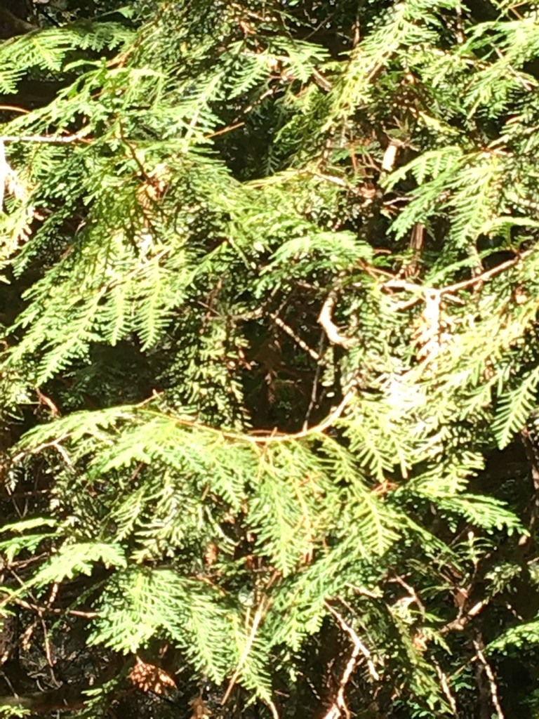 Conifers (Pinopsida) Flower, Leaf, Care, Uses - PictureThis