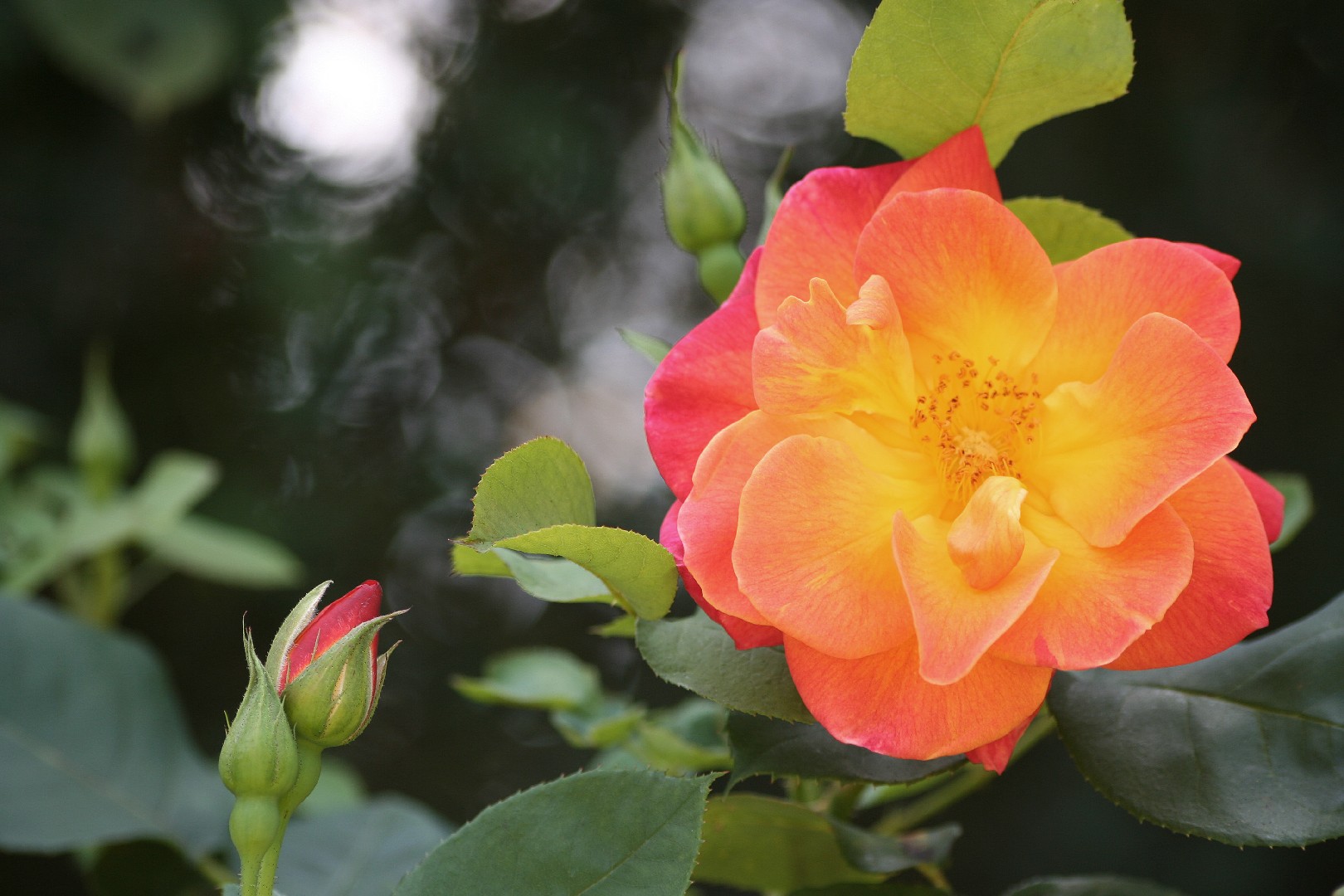 Rosa 'Joseph's Coat' - PictureThis