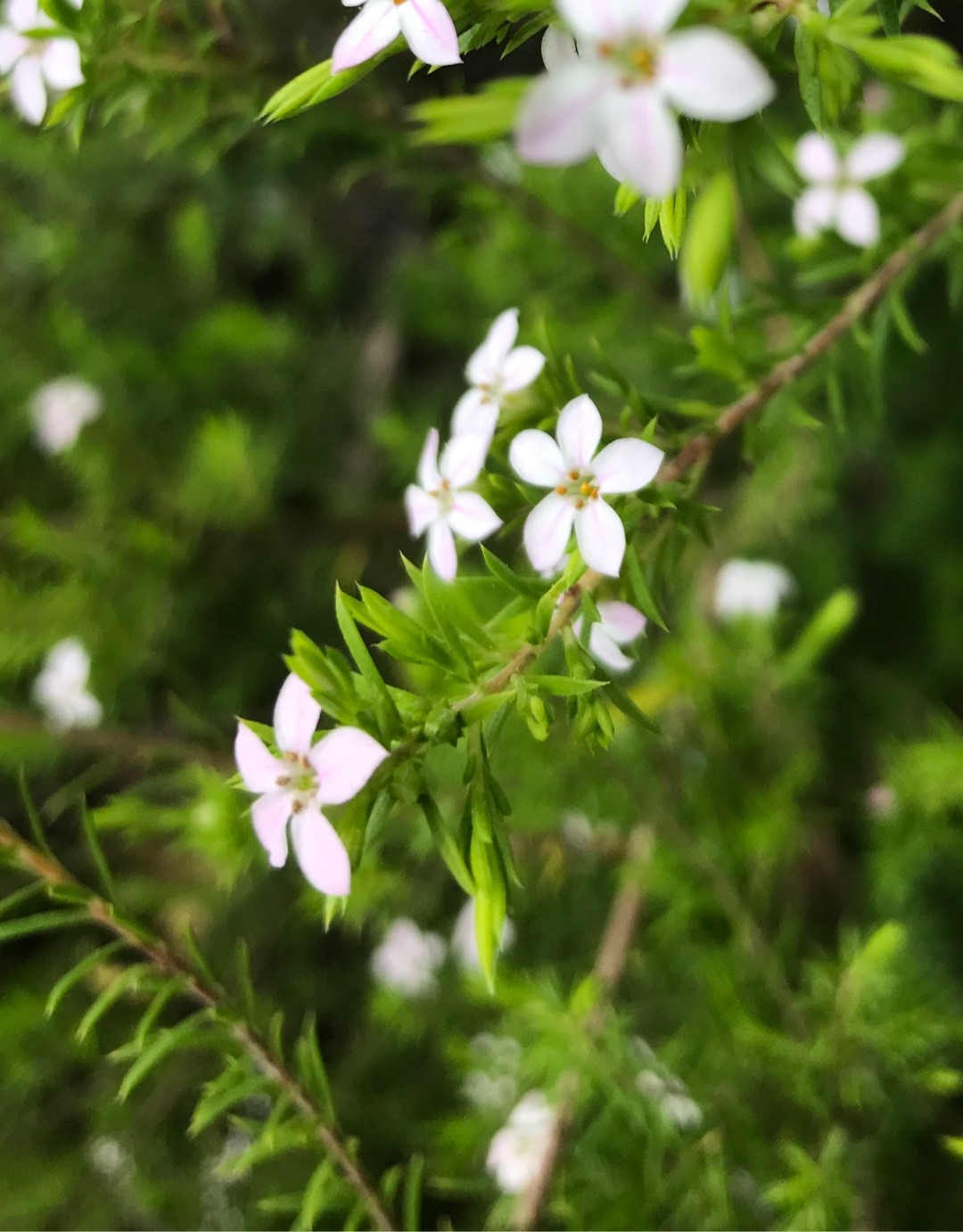 Coleonema album - PictureThis