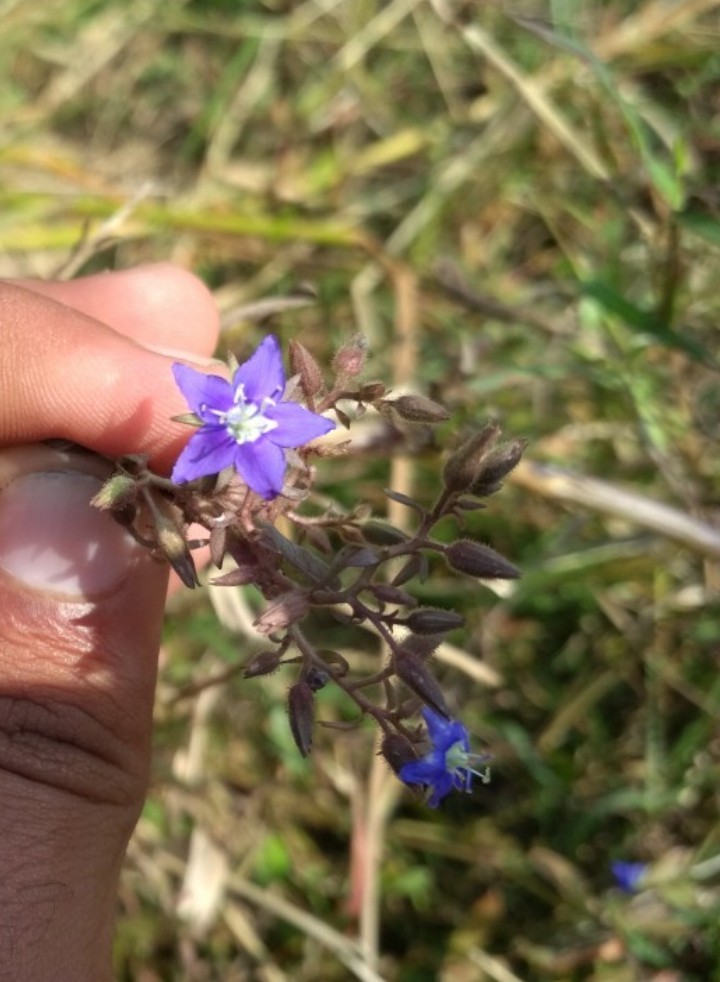Hydrolea zeylanica - PictureThis